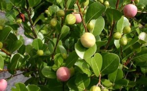 El icaco como fruta tropical capaz de detener las diarreas