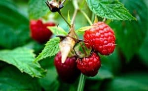 Conoce la diferencia entre frambuesa y mora