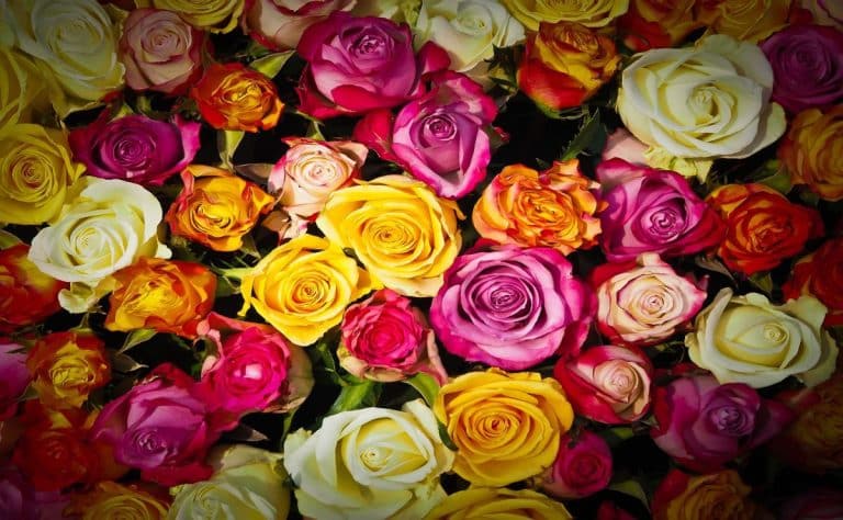 Significado de las rosas según su color